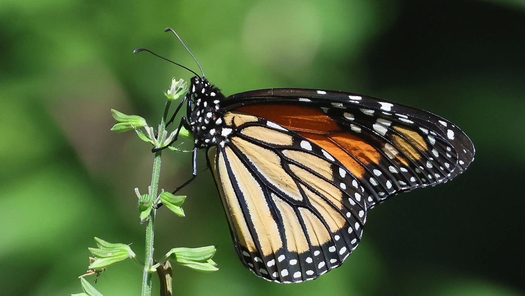 Milkweed magic for monarch lovers