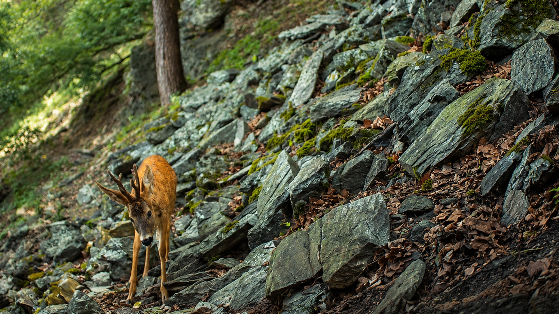 Wildkamera zeigt jungen Rehbock in der Wildnis