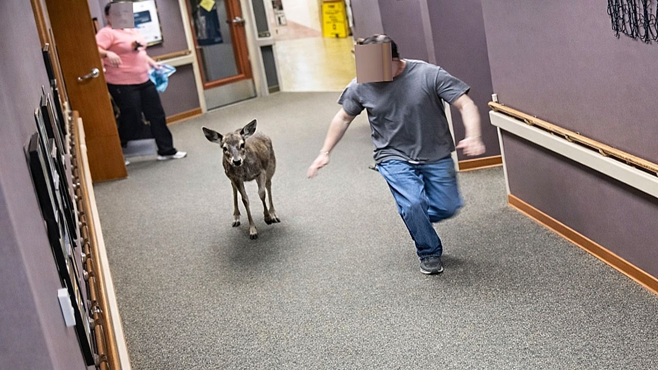 Deer wanders into Michigan nursing home and causes chaos