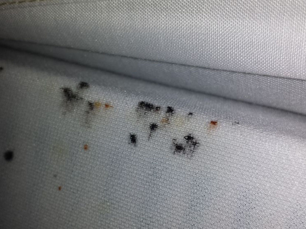 Bed bugs explained in 5 photos (what to look for before it’s too late)