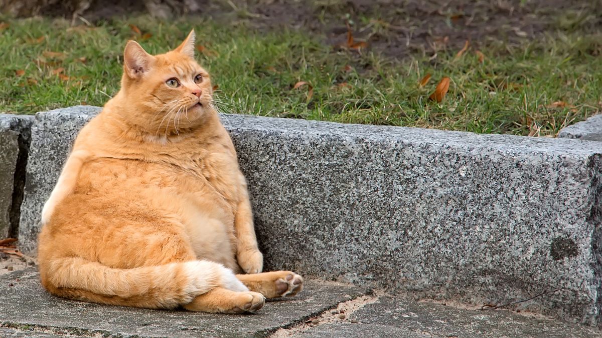 Why most orange cats are male and science finally has the answer
