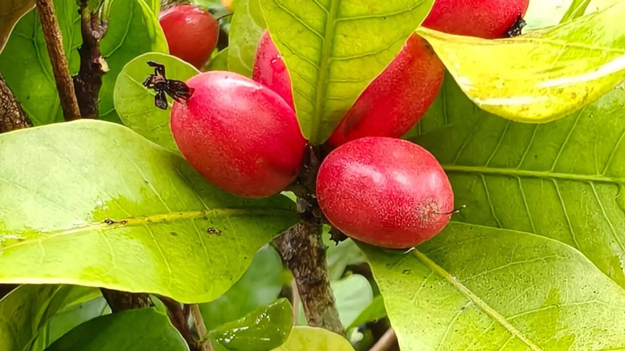 10 unique fruit trees around the world and where travellers can find them