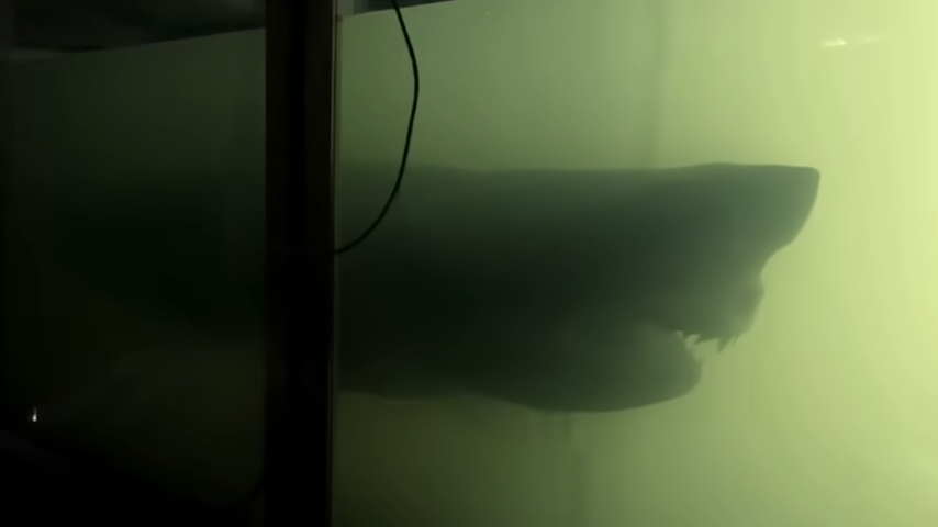 He found sharks alive inside an abandoned garage