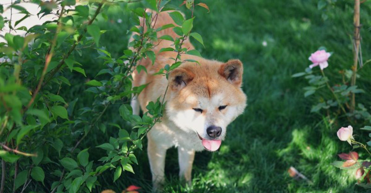 11 dog breeds that don't just need training – they need the right kind ...