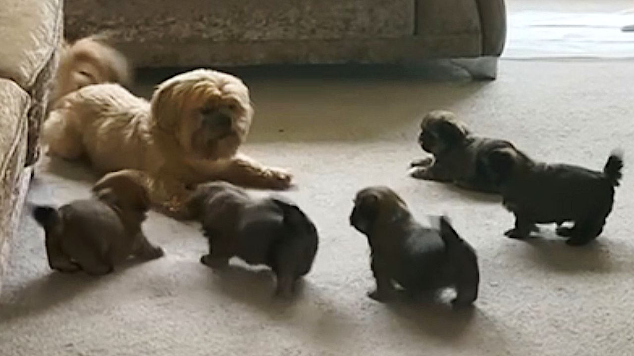 Un papá de Shih Tzu enseña a sus cachorros a correr a toda velocidad en ...