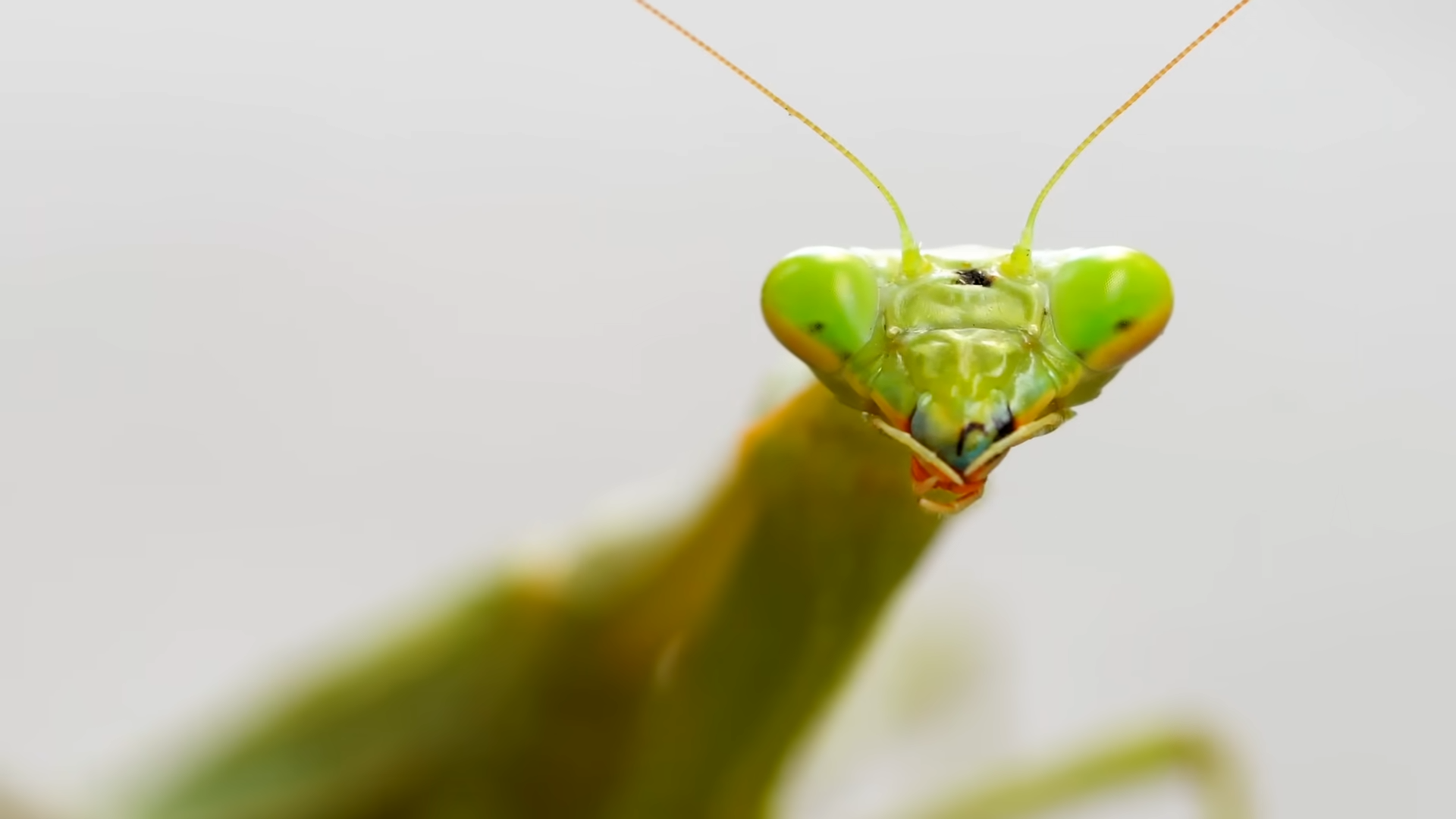 Watch this insect rip prey apart while it’s still alive with razor ...