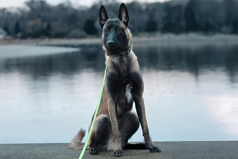11 dog breeds that don't just need training – they need the right kind ...
