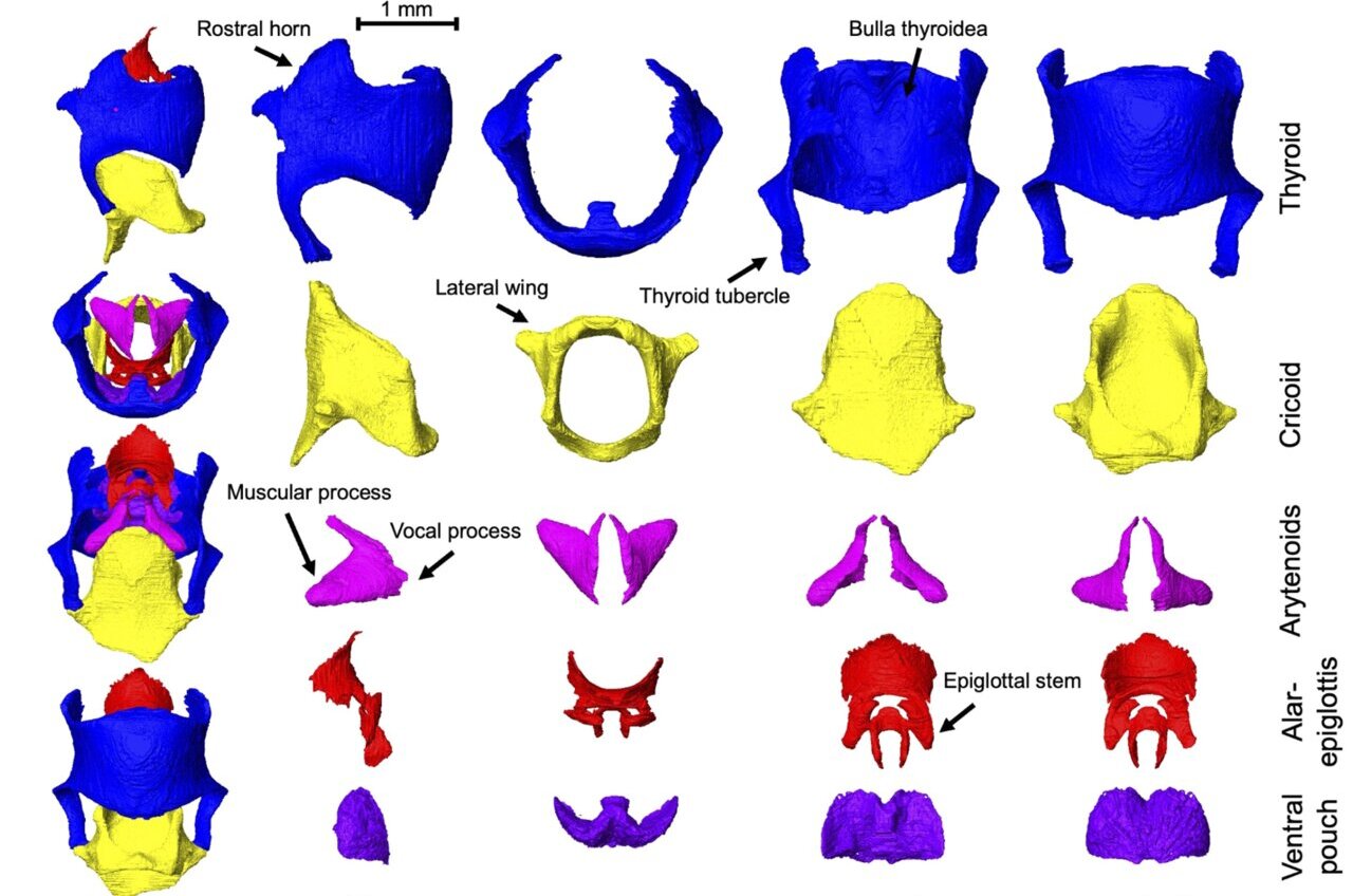 Meet the whistling mice that use inflatable air sacs to sing