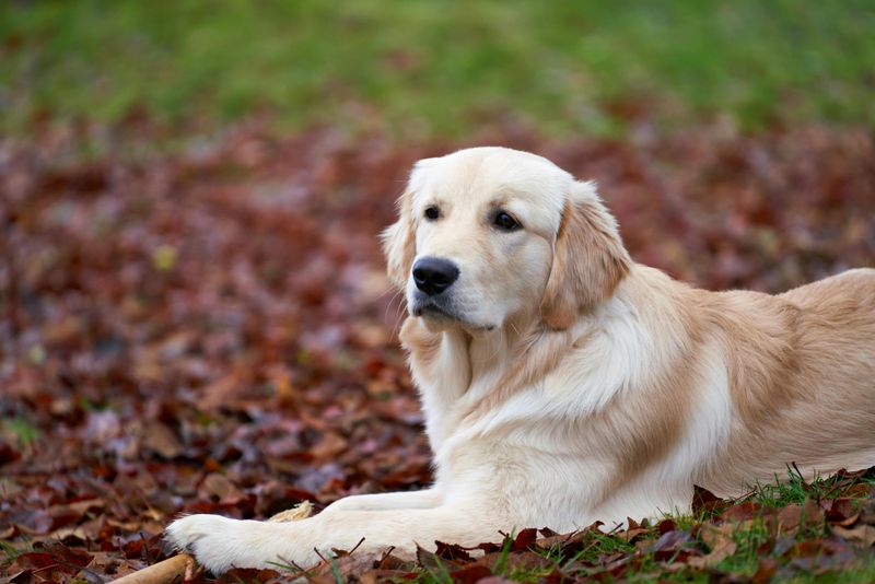 12 dog breeds that love too hard, follow too closely, and panic too fast