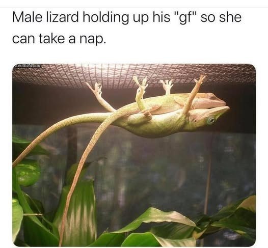 Scaly smiles: 22 lizard memes to warm your cold-blooded heart