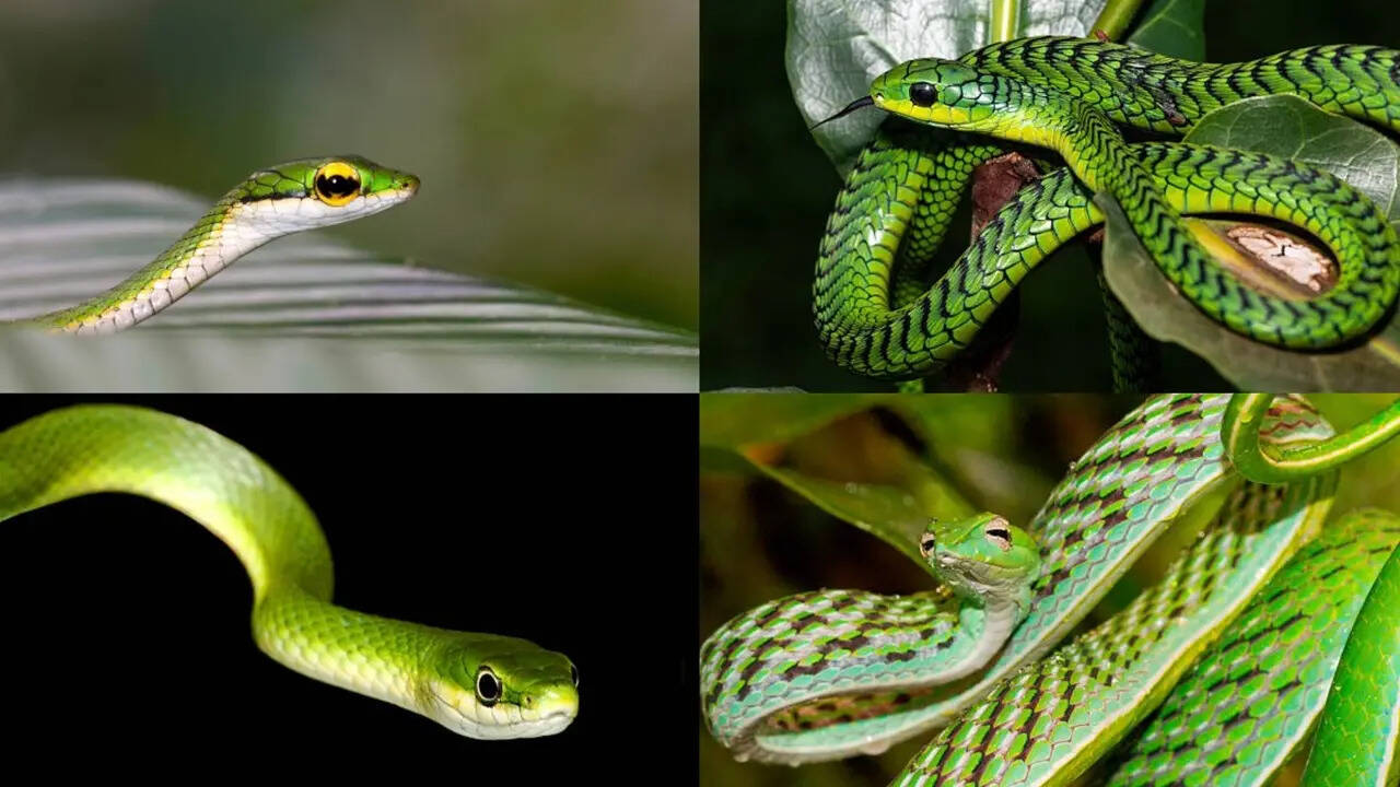 From vine snakes to mambas: 8 green snakes to know about