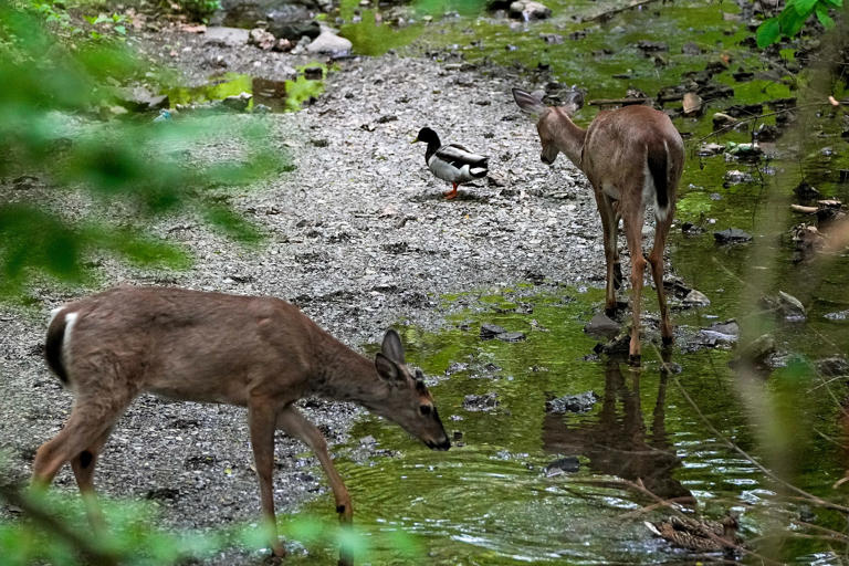 Whitehall City Council weighs legislation prohibiting feeding deer