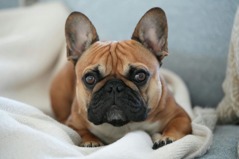 These 11 dog breeds are exploding in popularity – but vets are quietly ...