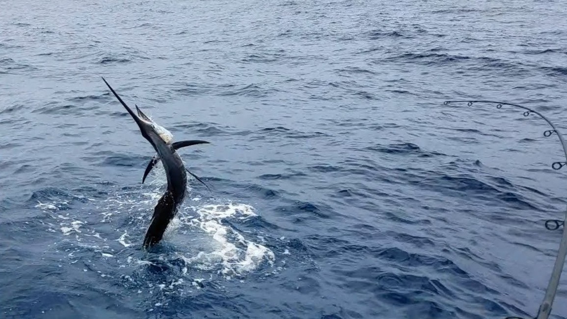 Massive sailfish explodes across the surface beside our boat