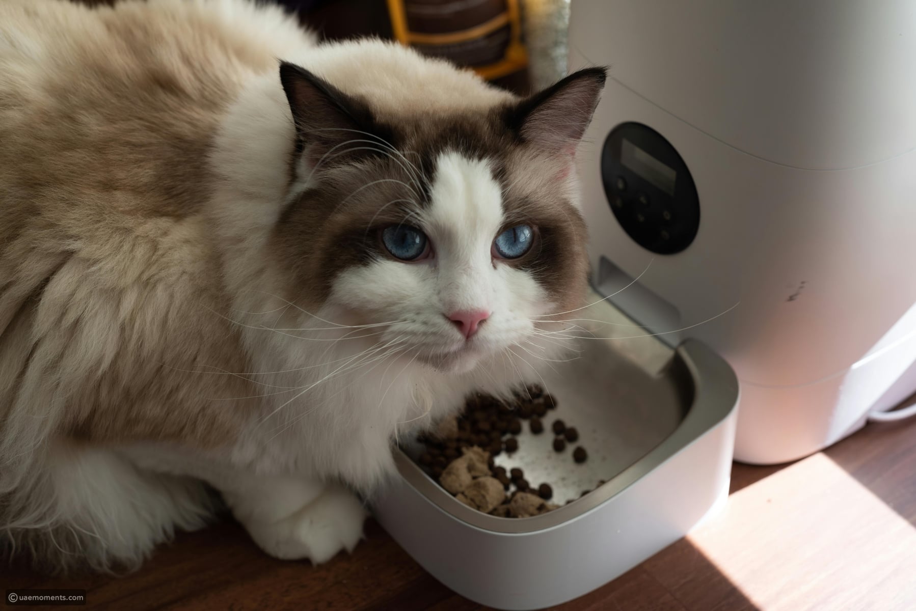 12 things cats value more than your company (they are sacred to them)
