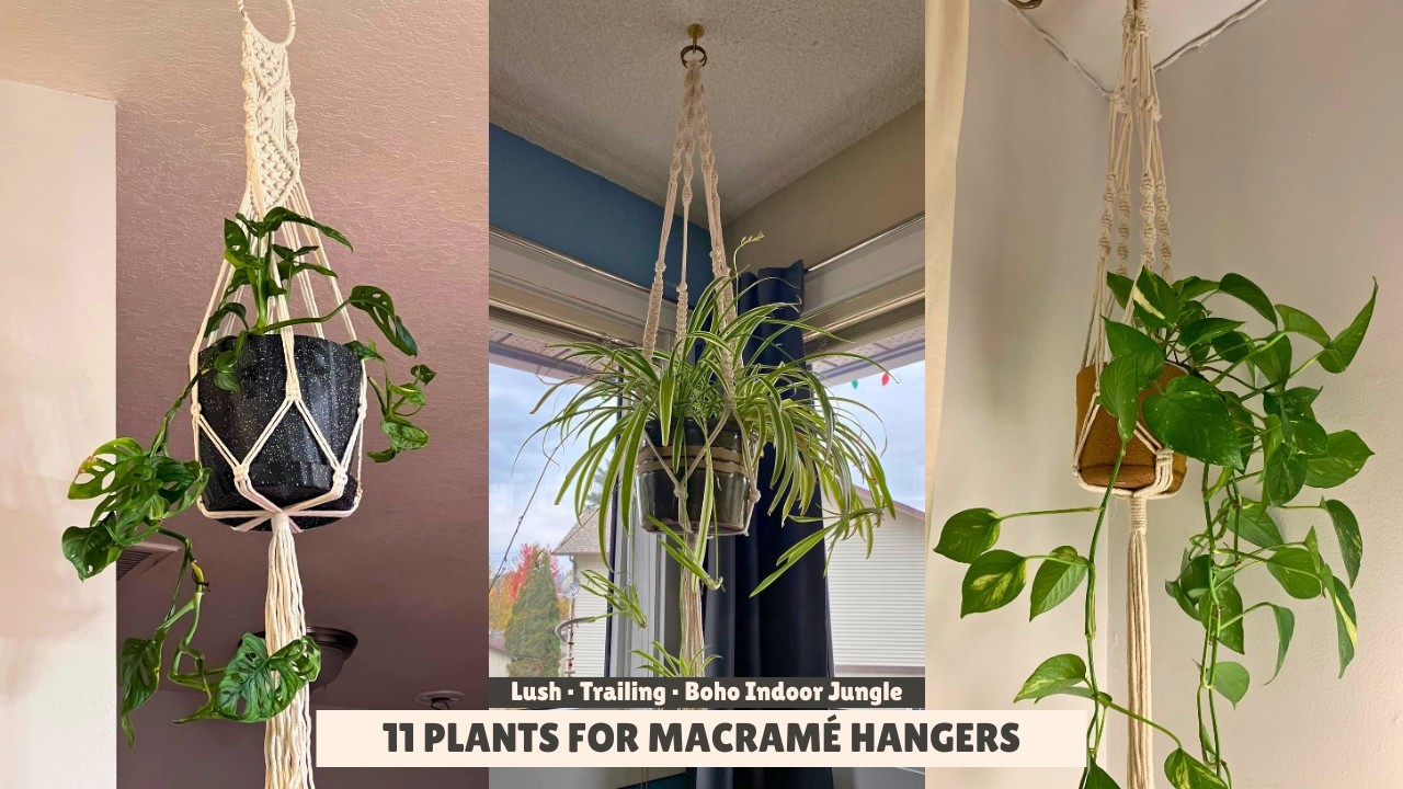 11 gorgeous indoor plants for stylish hanging macramé displays