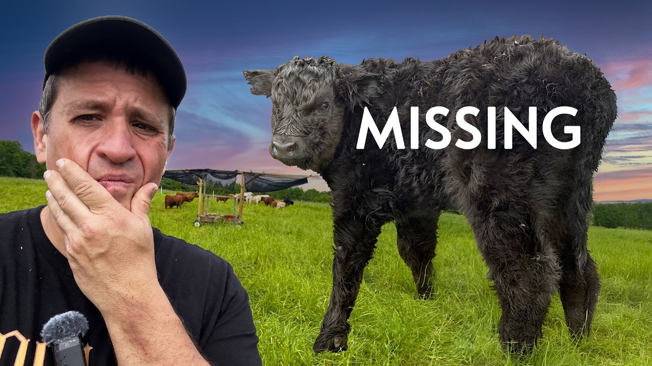 See a worried farm family search for a missing newborn calf