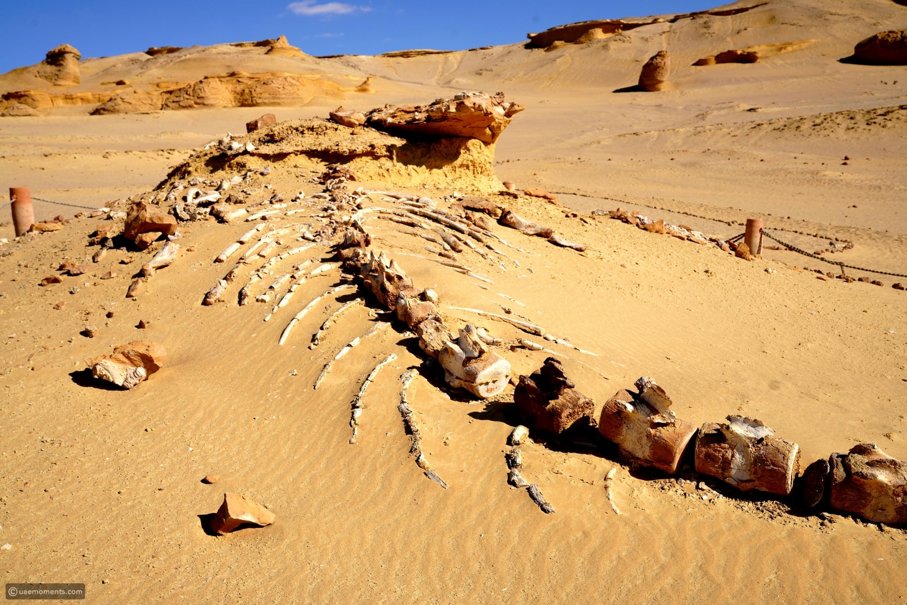 Scientists discovered 10 fossils that rewrite what we know about life ...