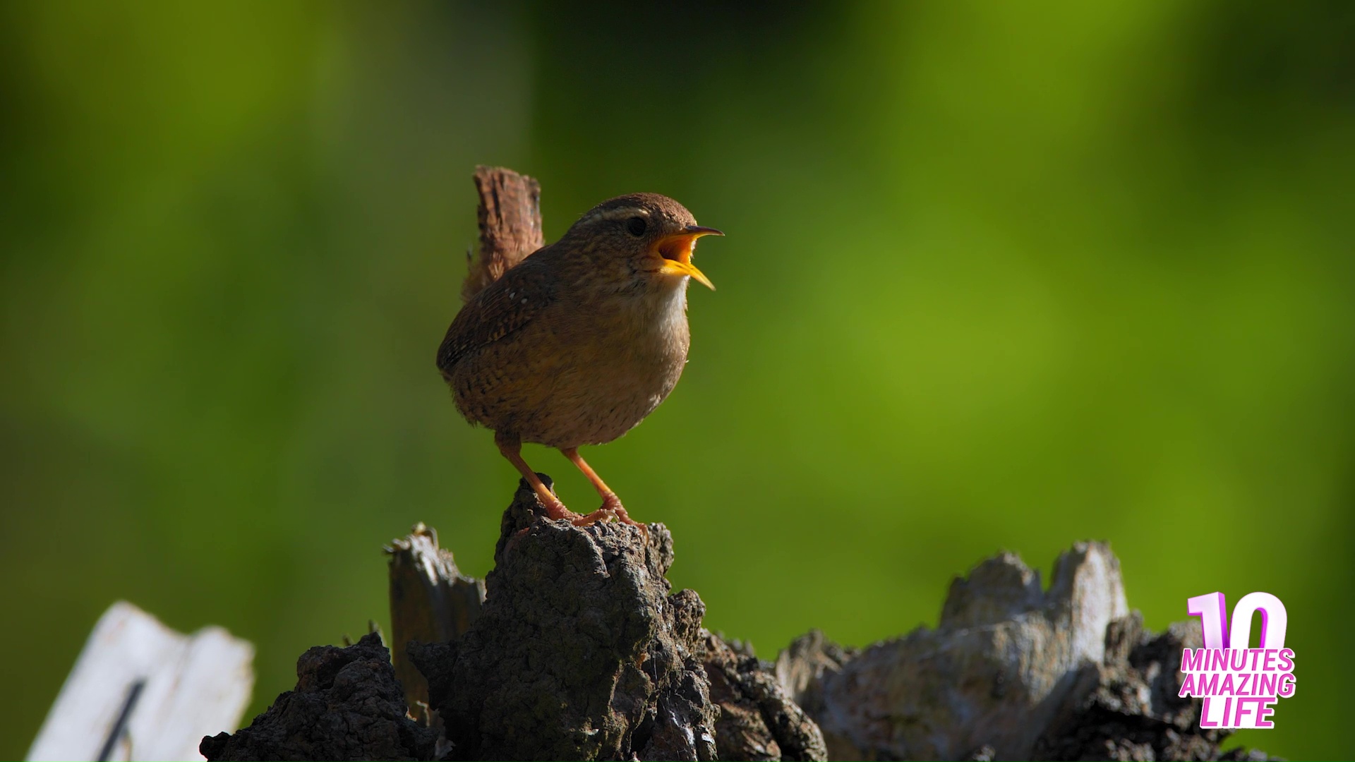 Tiny forest bird surprises with powerful singing voice