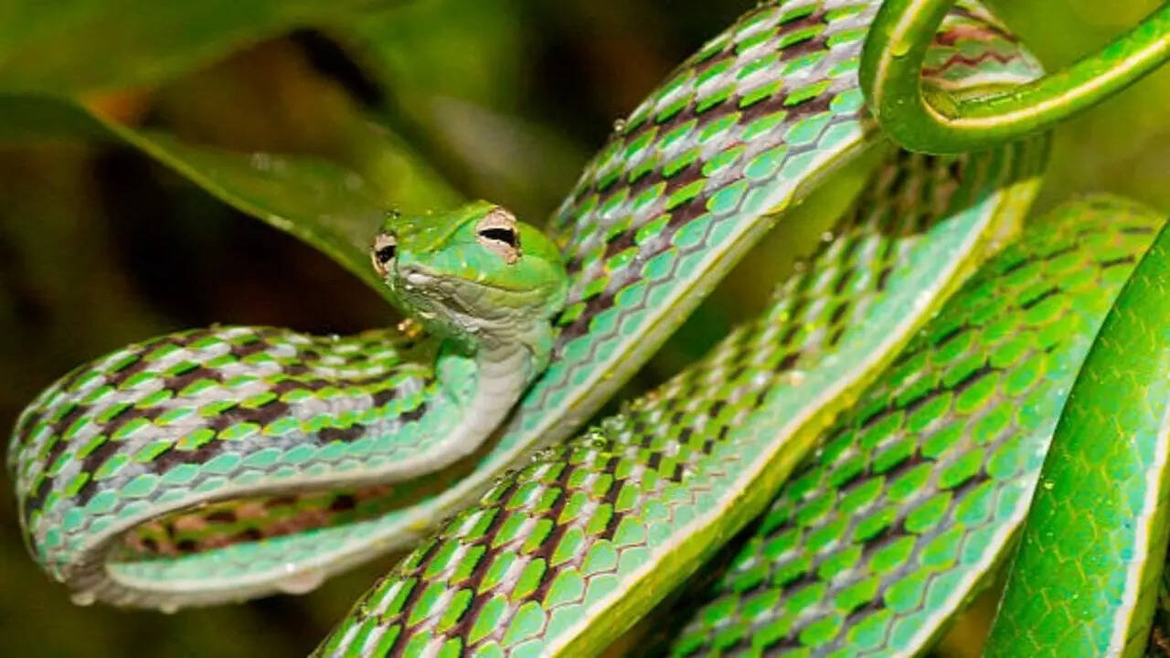 From Vine Snakes To Mambas 8 Green Snakes To Know About