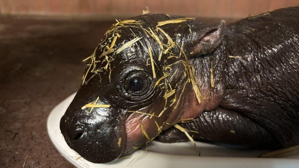 Zoo Berlin im Hippo-Glück: So niedlich ist das neugeborene Zwergflusspferd