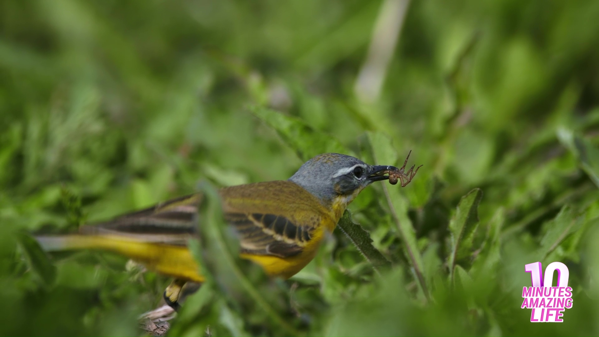 How western yellow wagtail searches for tiny prey in grass