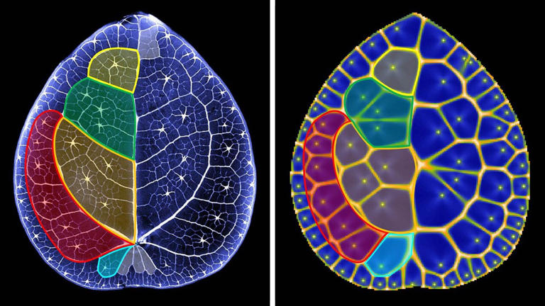 'Nature's algorithm' found in Chinese money plants