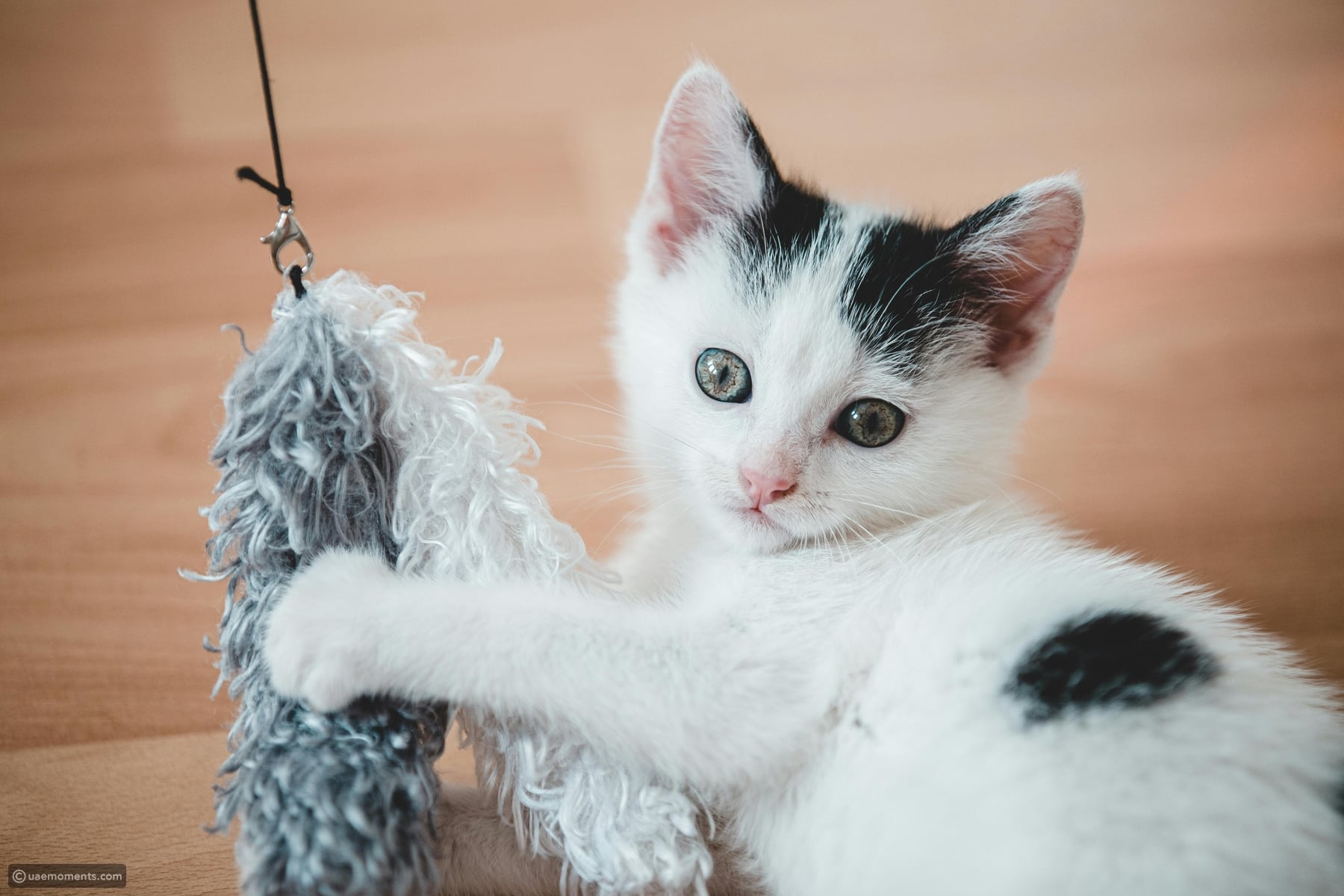 10 things you shouldn't do if you love your cat a lot