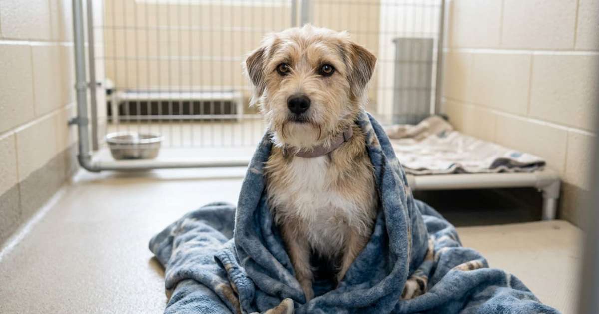 O que significa quando uma pessoa chora ao ver animais sofrendo, mas ...