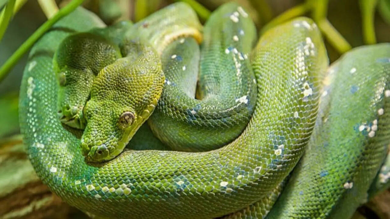 From vine snakes to mambas: 8 green snakes to know about