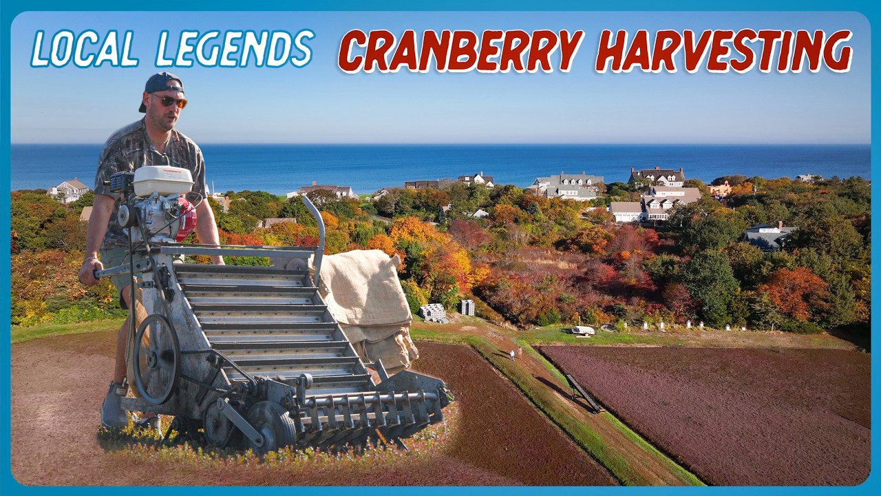 Harvest fresh cranberries on a legendary Cape Cod bog