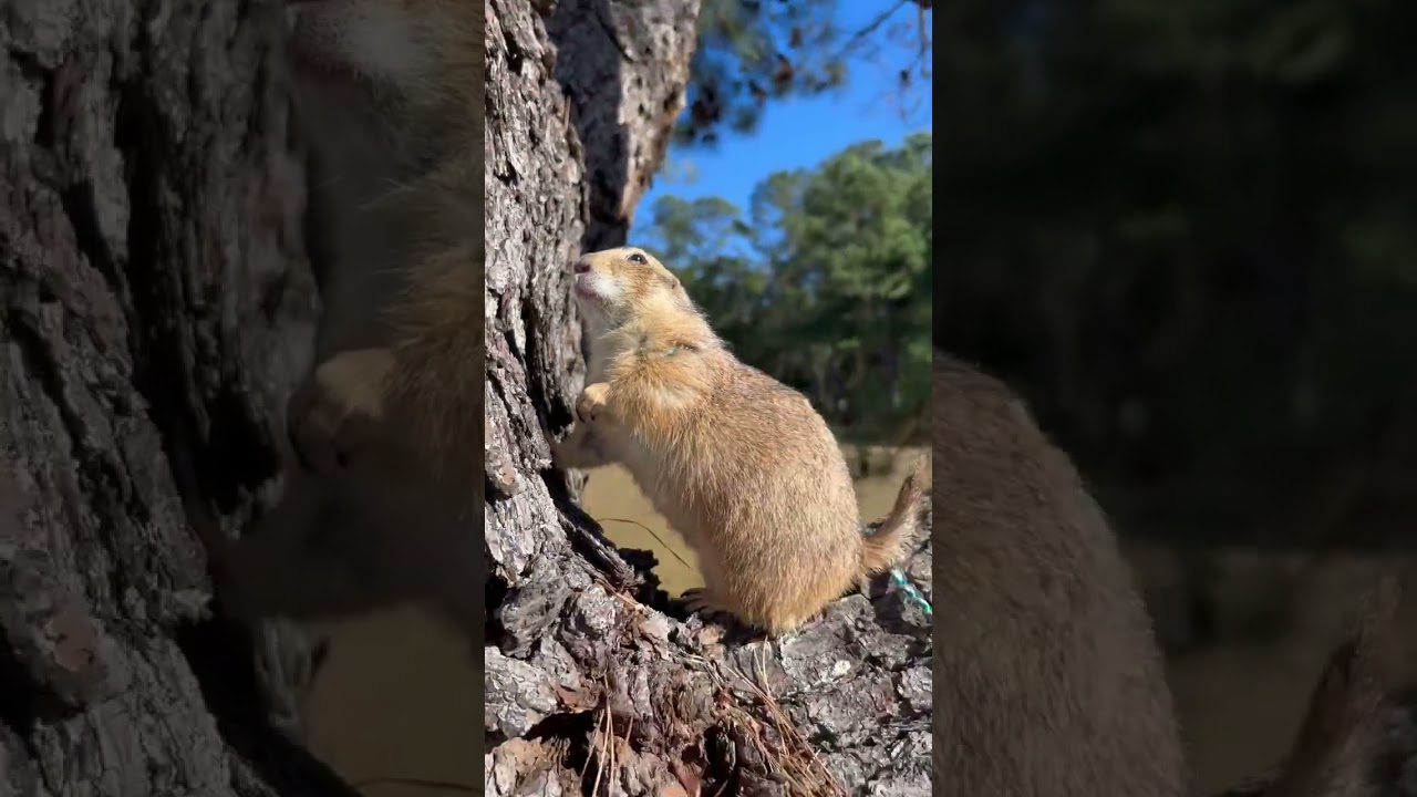 The most majestic prairie dog you’ll see today