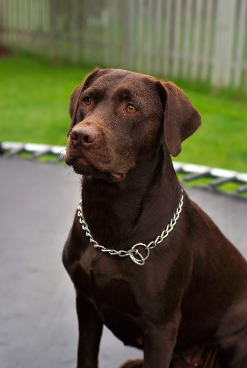 These 12 clingy dog breeds don't just follow you – they monitor your ...