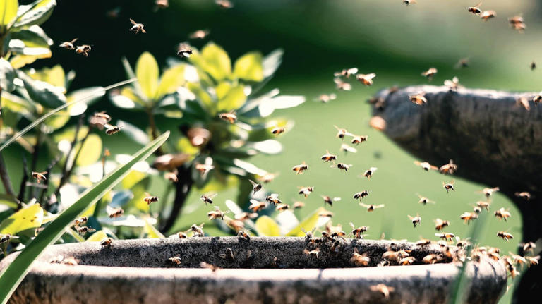 What to do if you find a swarm of bees in your yard