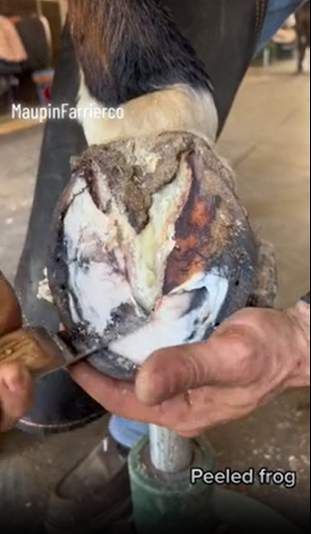 This peeled frog hoof cleaning is weirdly satisfying