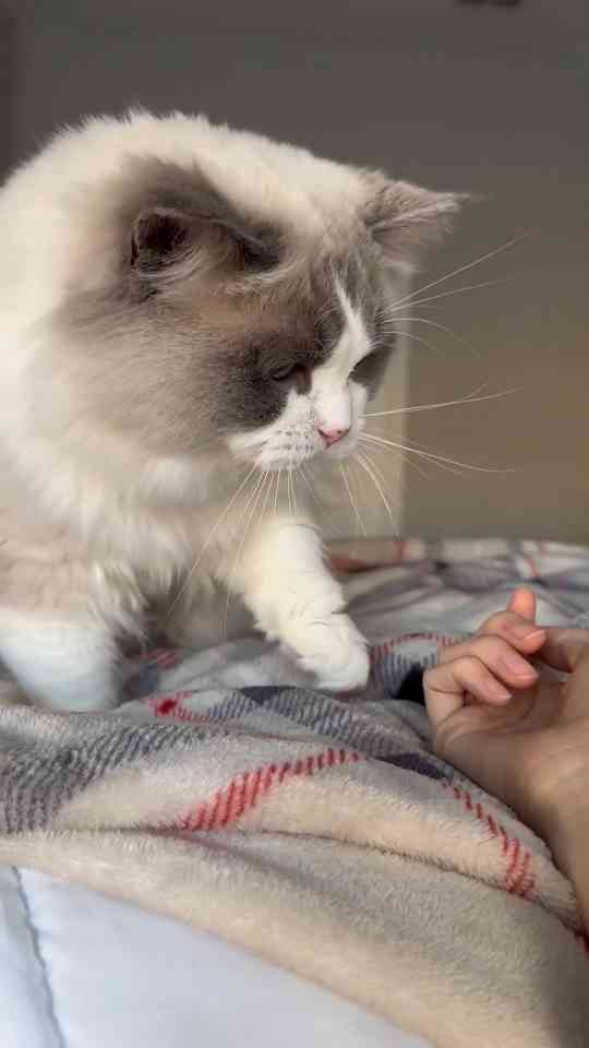 The fastest paws in the West