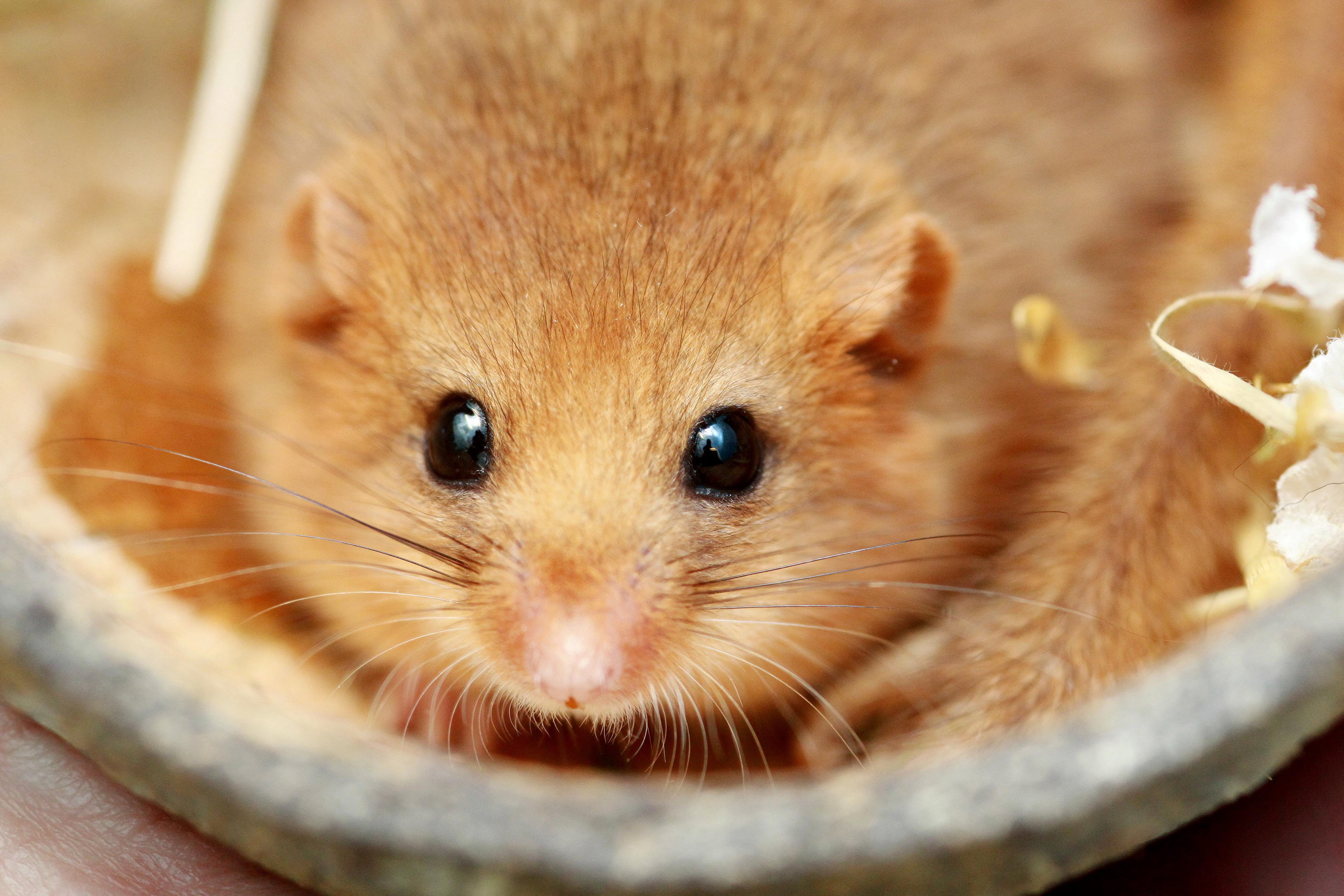 Dating agency for dormice launched to help boost species numbers