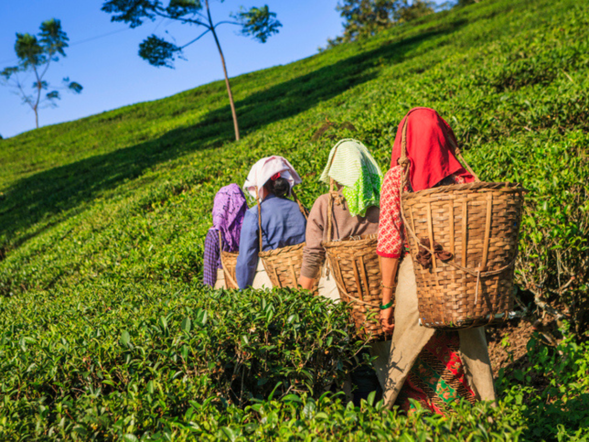 6 hill stations in India perfect for a summer escape
