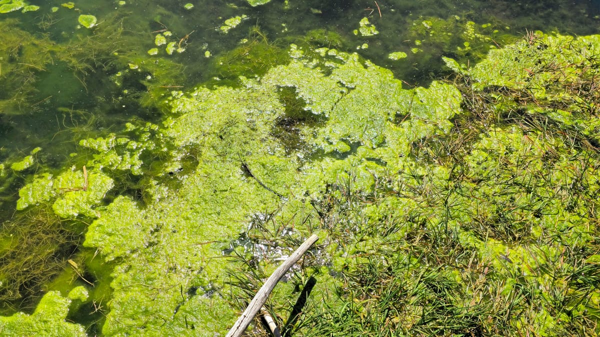 Blaualgen-Warnung: An diesem See gilt jetzt Badeverbot