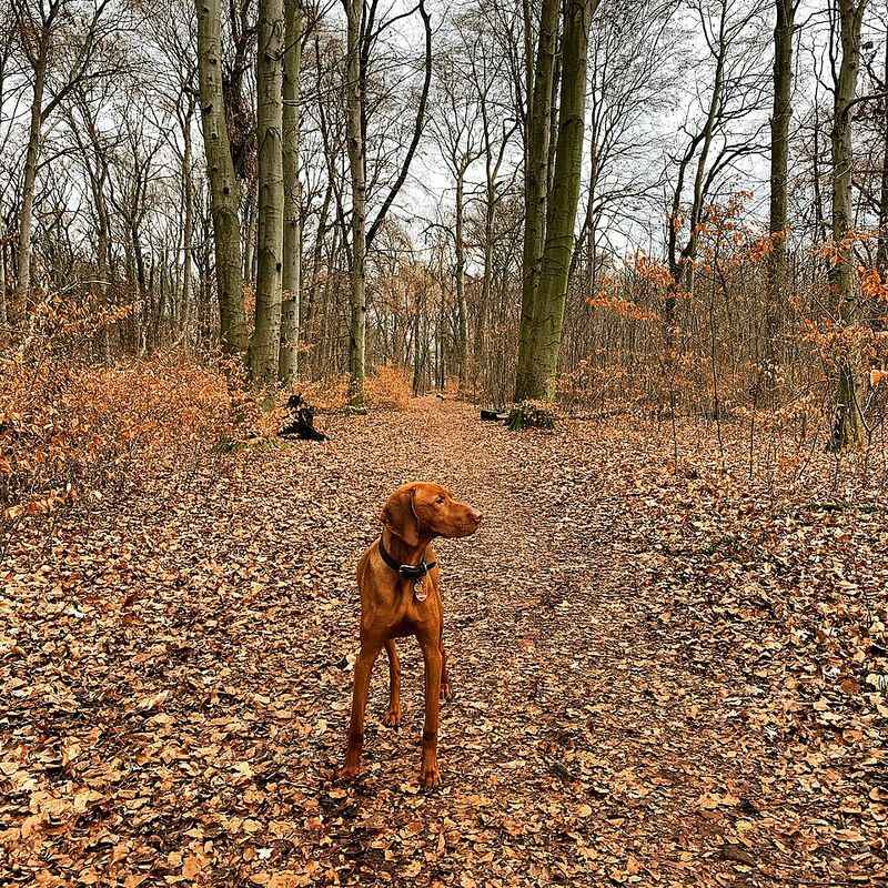 These 12 clingy dog breeds don't just follow you – they monitor your ...