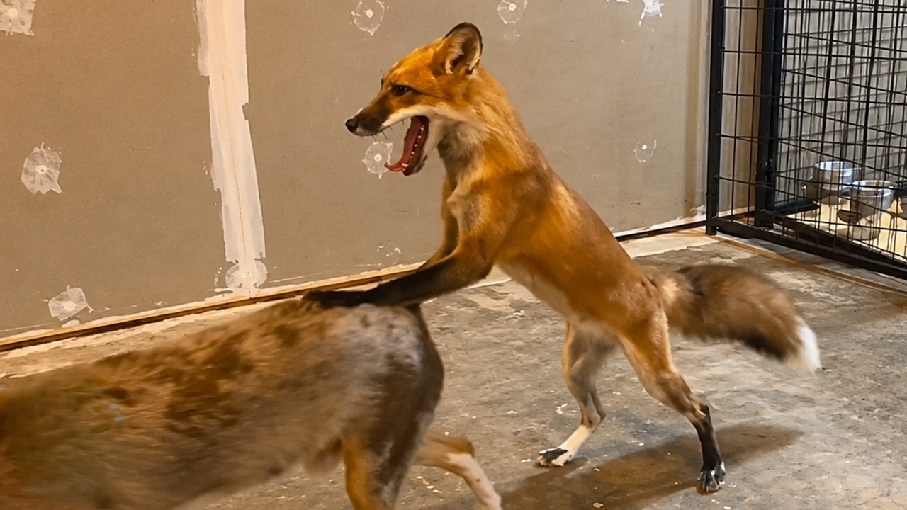 Fox Chases Her Dog Brother Everywhere - And Their Bond Becomes ...