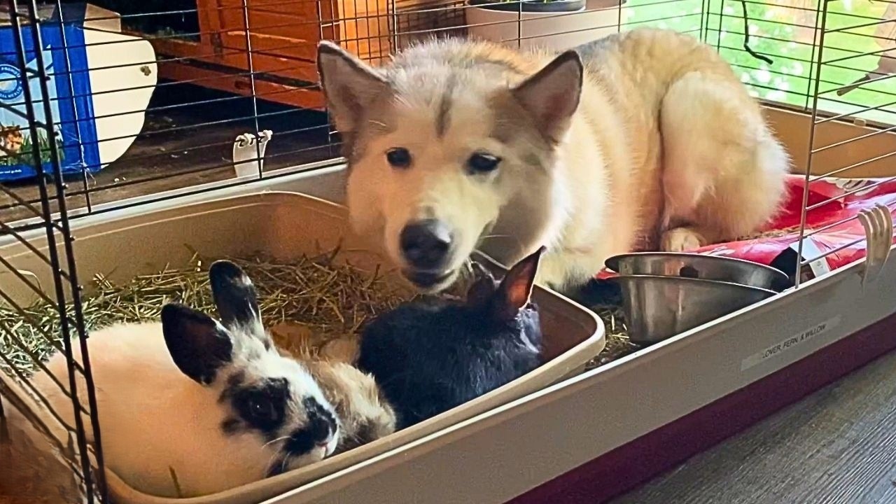 Husky turns into the sweetest bunny mom ever
