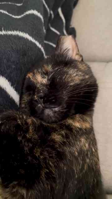 What is this sleepy cat dreaming about?