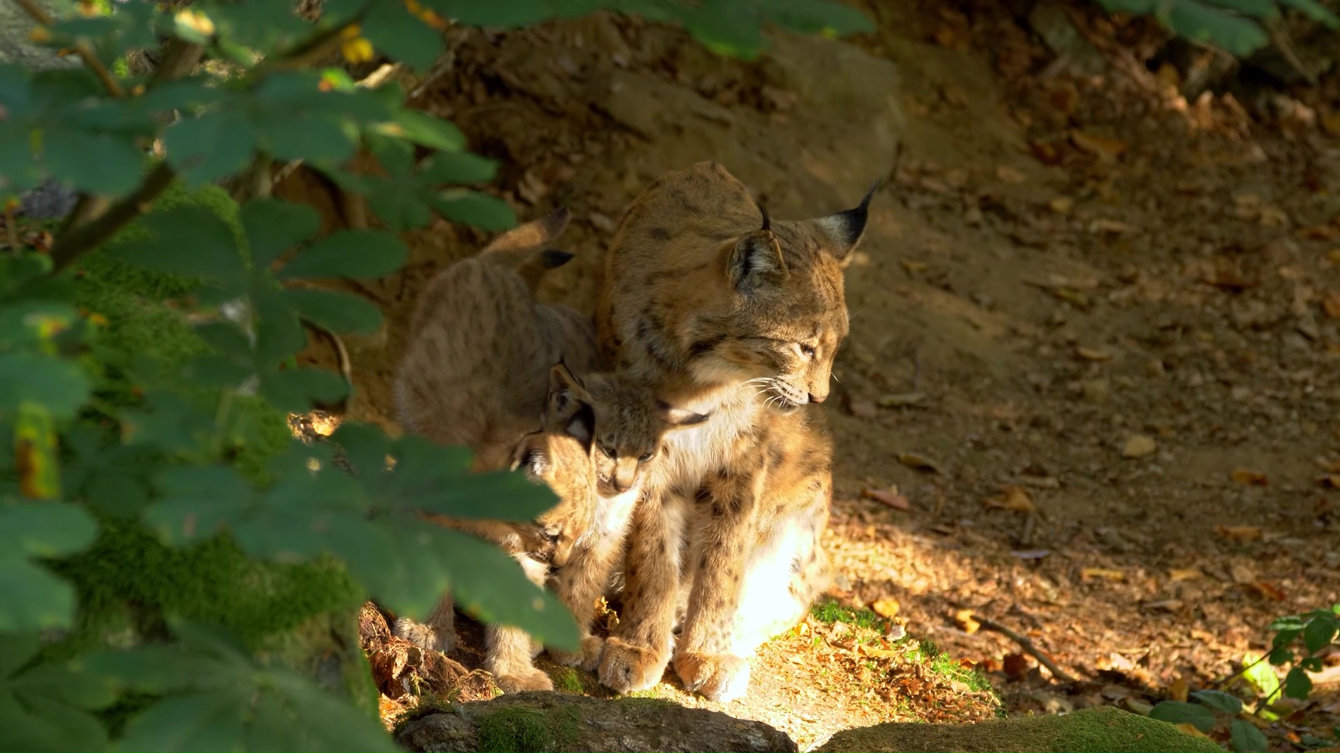 Raro momento de una lince protegiendo a sus bebés