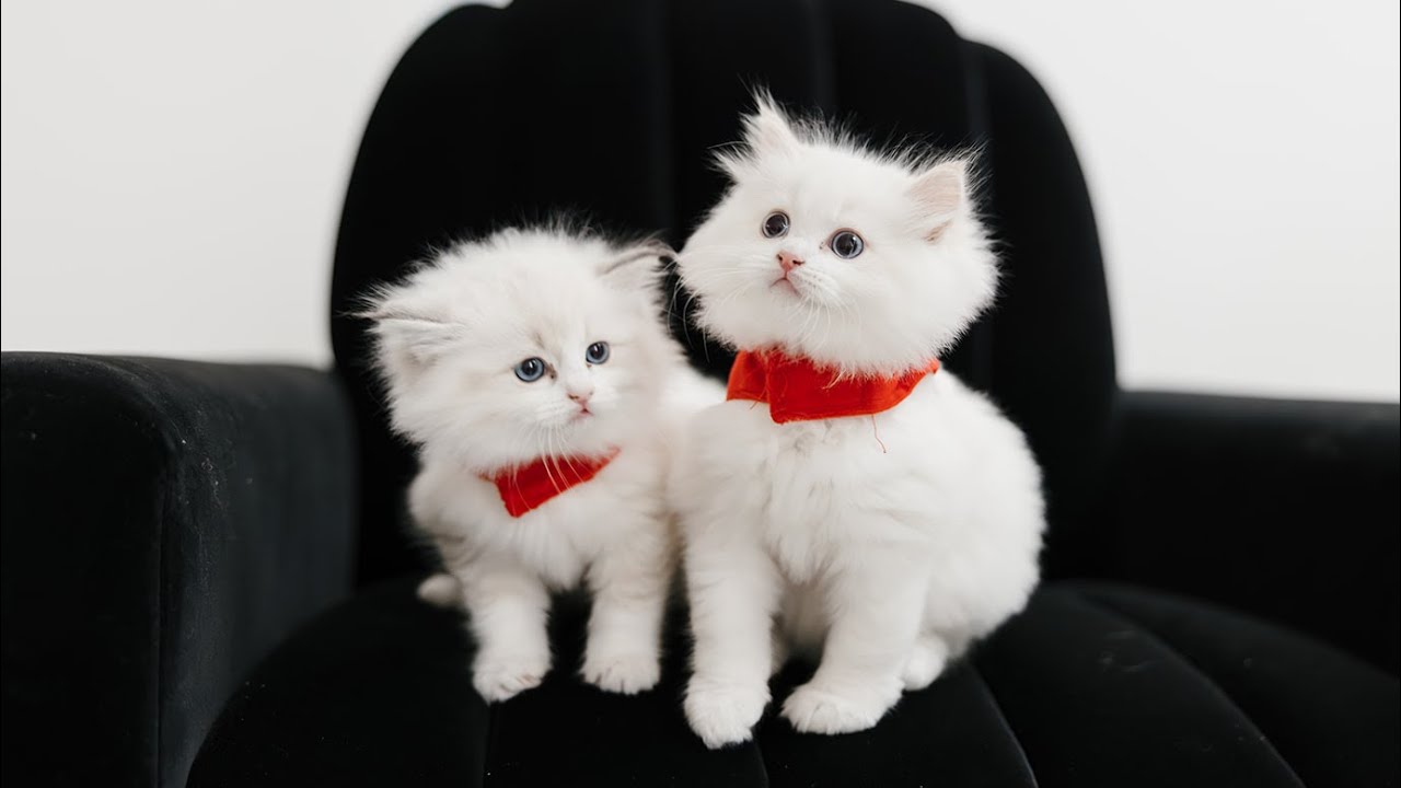 Sweet, spunky, and simply adorable