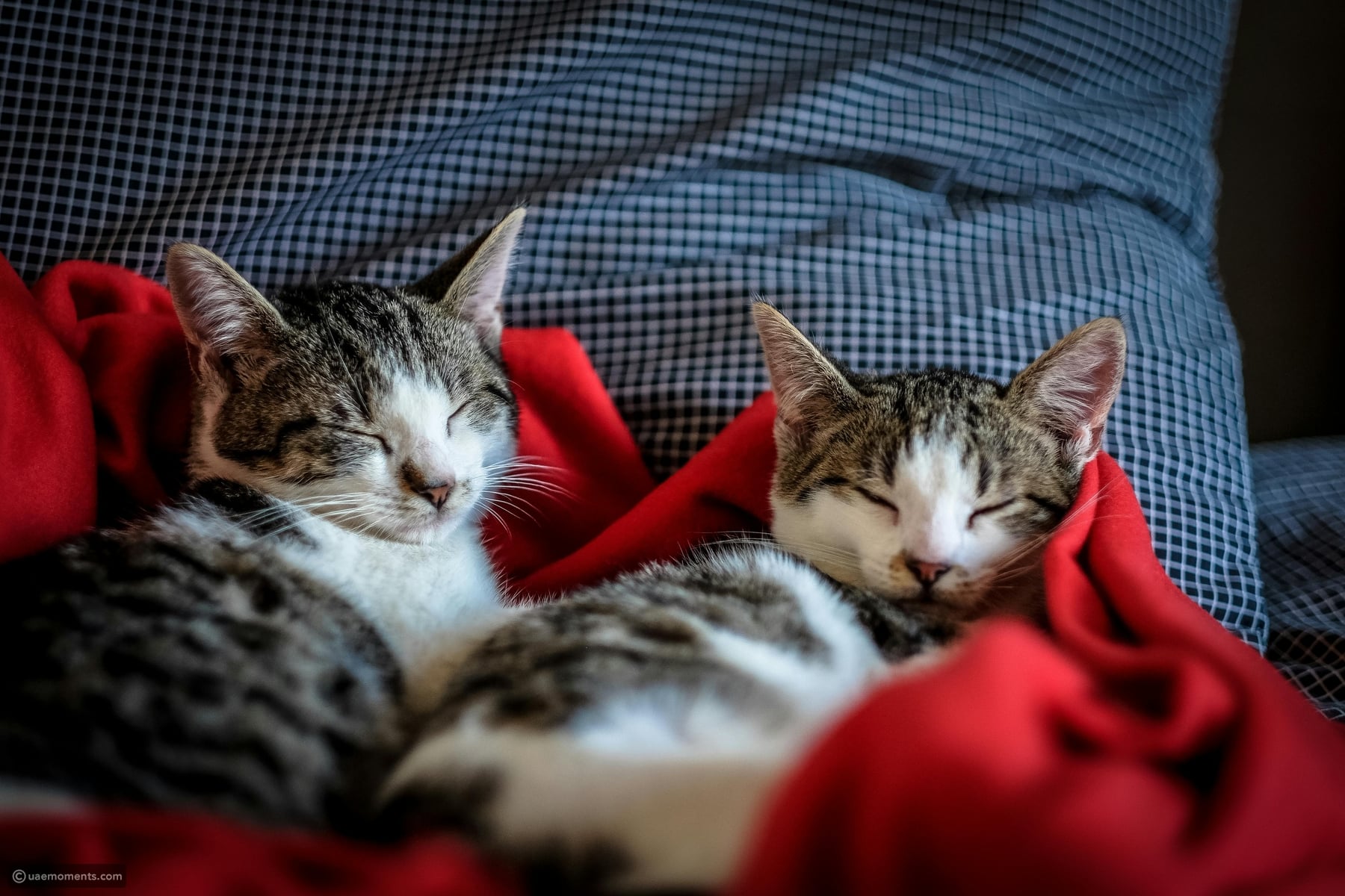 12 things cats value more than your company (they are sacred to them)