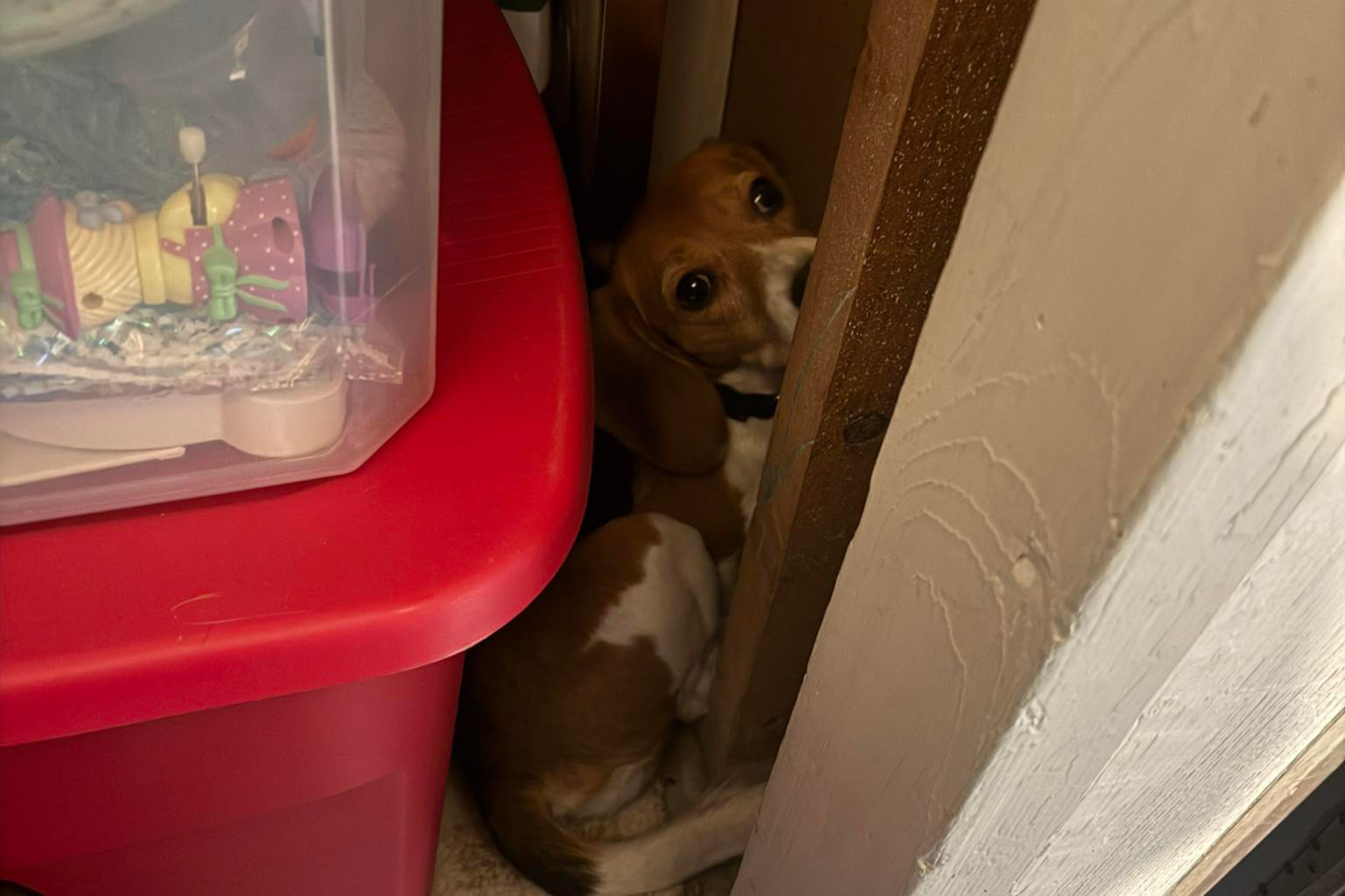 Reason rescue beagle is ‘terrified of life’ breaks hearts
