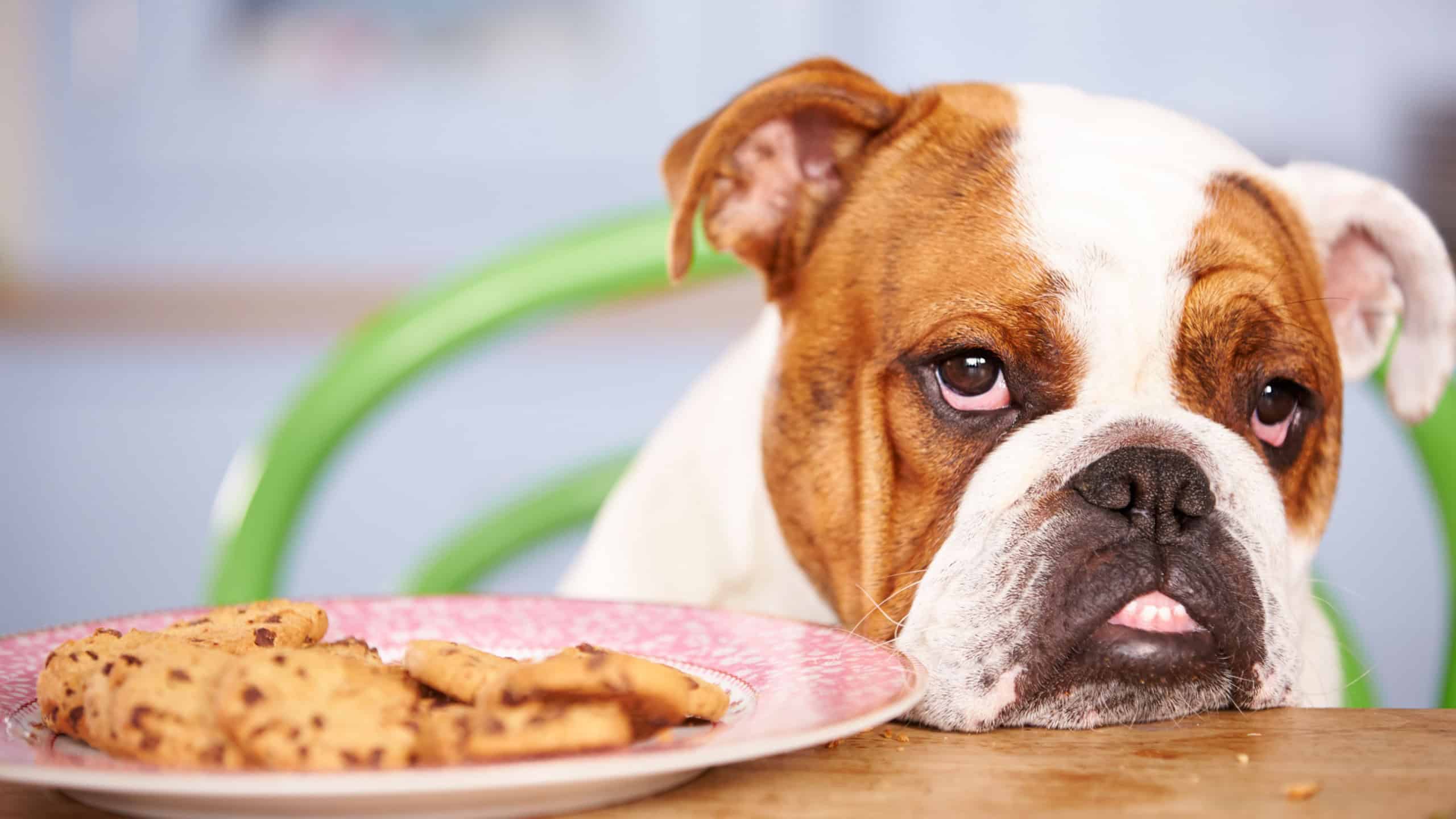 When your dog is nearing the end, vets say these 11 loving acts matter most
