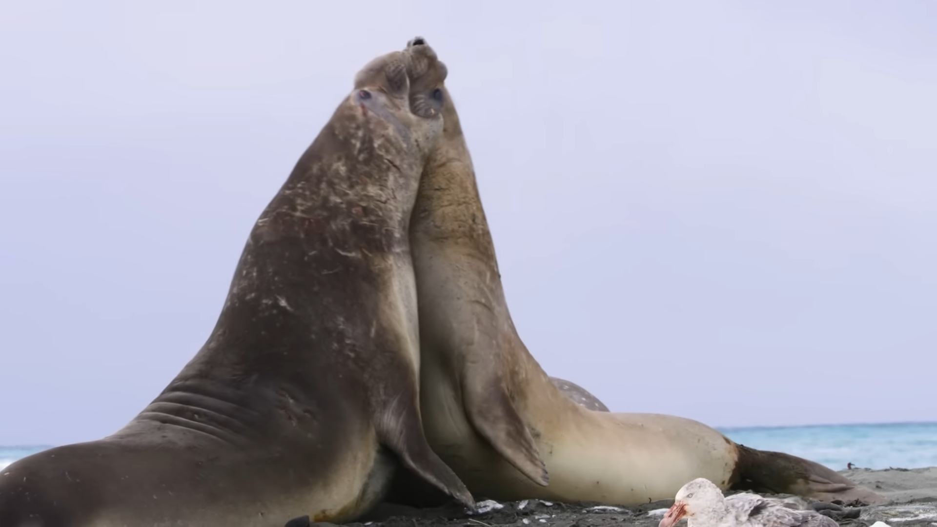 Watch a 4-ton elephant seal smash into rivals – like living tanks