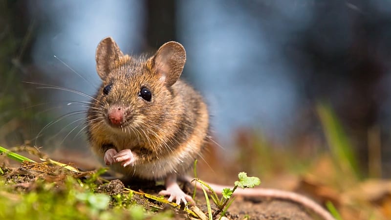 Hantavirus : qu’est-ce que c’est et comment se transmet-il ? Questions ...